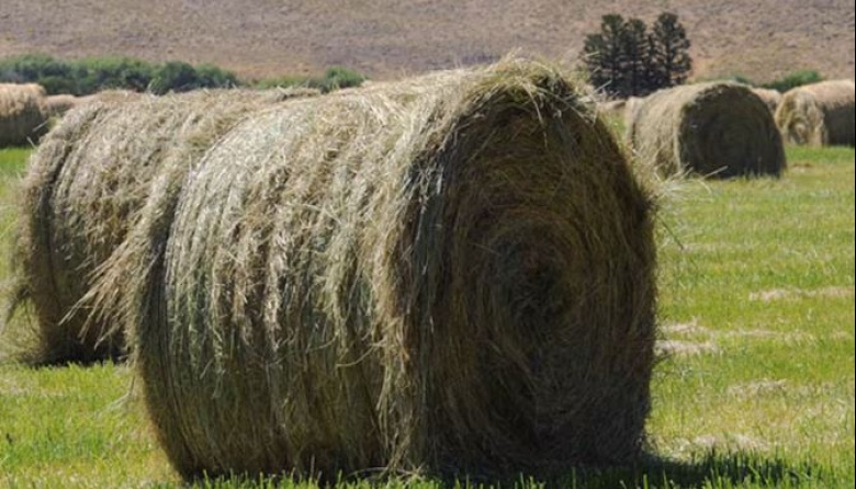 Alfalfa: se abre un nuevo nicho local e internacional para productores ...